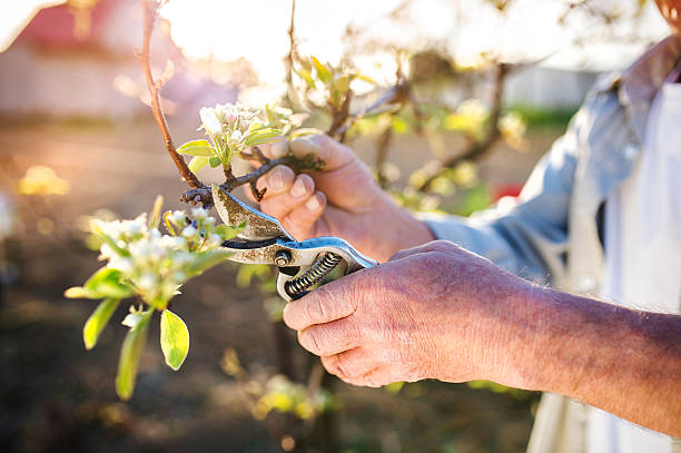 Tips for Pruning in Early Spring